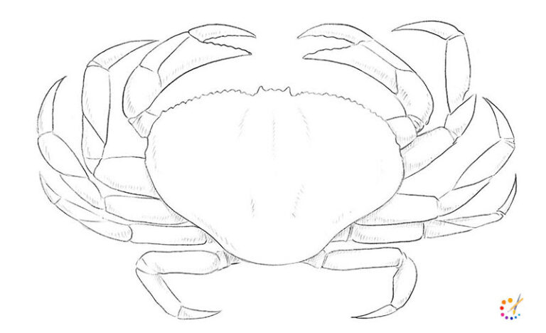 How to Draw a Crab Step By Step – For Kids & Beginners