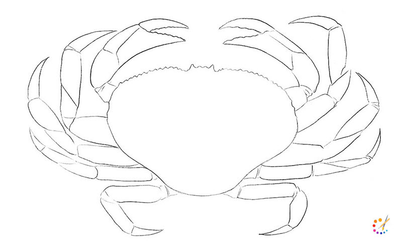 How to Draw a Crab Step By Step – For Kids & Beginners