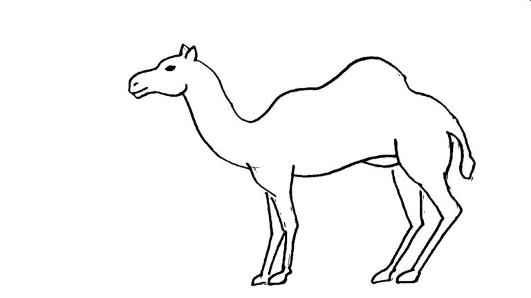 How to Draw a Camel Step By Step – For Kids & Beginners