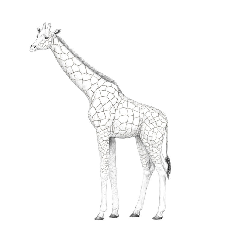 How to Draw a Giraffe Step By Step – For Kids & Beginners