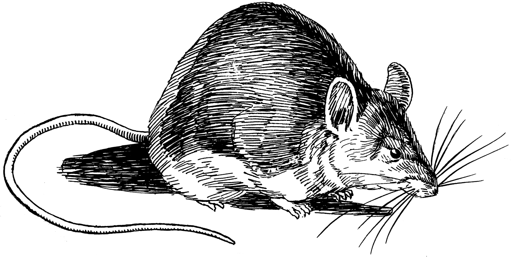 How to Draw a Mouse Step By Step – For Kids & Beginners