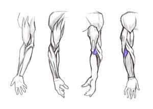How to Draw Muscles Step By Step – For Kids & Beginners