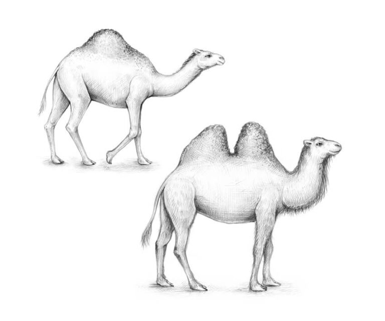 How to Draw a Camel Step By Step – For Kids & Beginners