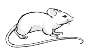 How to Draw a Mouse Step By Step – For Kids & Beginners