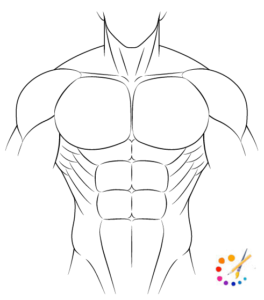 How to Draw Muscles Step By Step – For Kids & Beginners