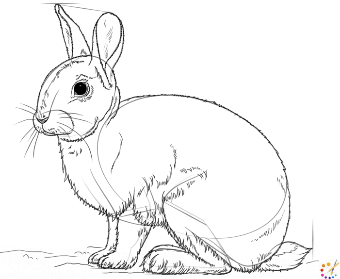 How to Draw Rabbit Step By Step - For Kids & Beginners