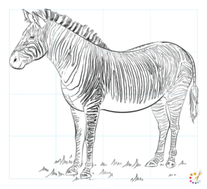 How to Draw Zebra Step By Step - For Kids & Beginners