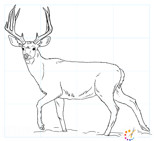 How to Draw a Deer Step By Step Guide - For Kids & Beginners