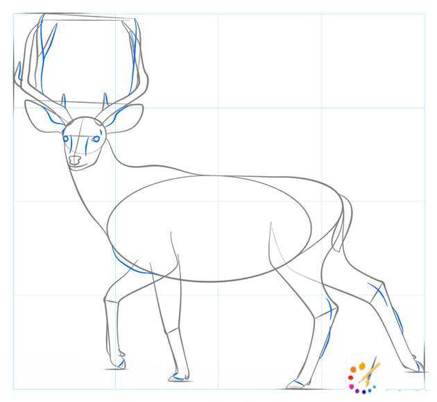 How to Draw a Deer Step By Step Guide - For Kids & Beginners