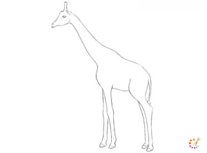 How to Draw a Giraffe Step By Step – For Kids & Beginners