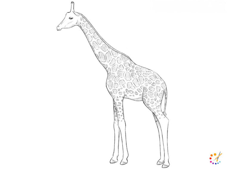 How to Draw a Giraffe Step By Step – For Kids & Beginners