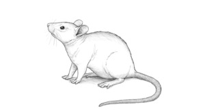 How to Draw a Mouse Step By Step – For Kids & Beginners