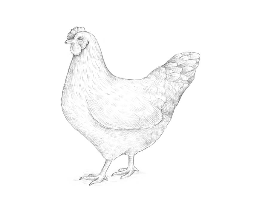 How to Draw a Chicken Step By Step – For Kids & Beginners