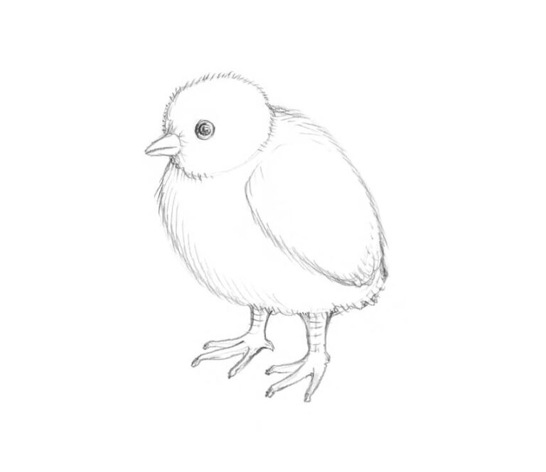 How to Draw a Chicken Step By Step – For Kids & Beginners