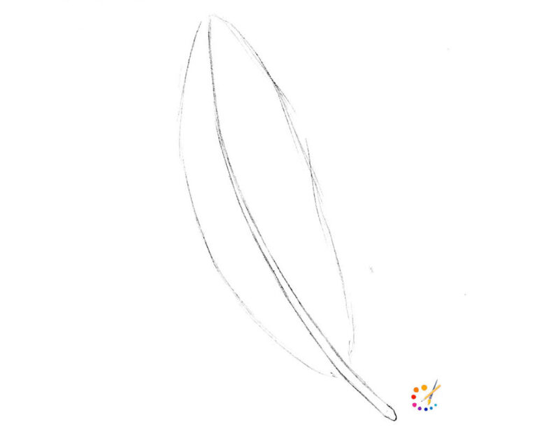 How to Draw a Feather Step By Step – For Kids & Beginners