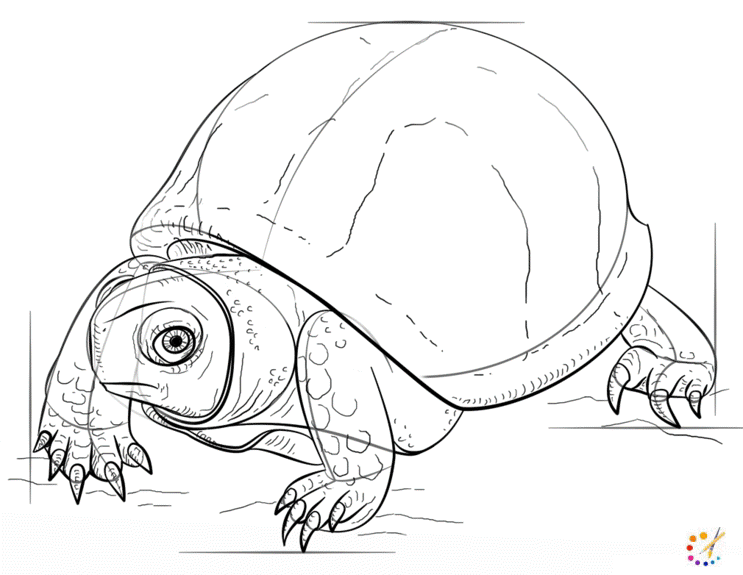 How To Draw A Turtle Step By Step - For Kids & Beginners
