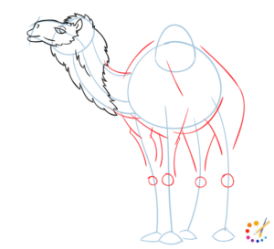 How to Draw a Camel Step By Step – For Kids & Beginners