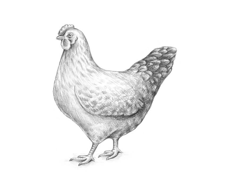 How to Draw a Chicken Step By Step – For Kids & Beginners
