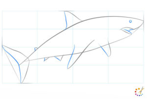 How to Draw a Shark Step By Step – For Kids & Beginners
