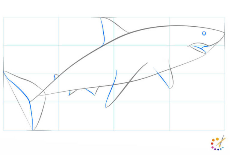 How to Draw a Shark Step By Step – For Kids & Beginners