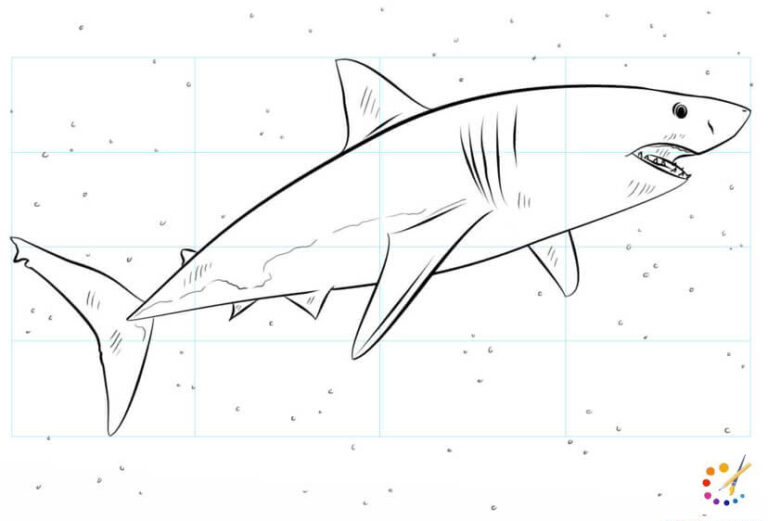 How to Draw a Shark Step By Step – For Kids & Beginners