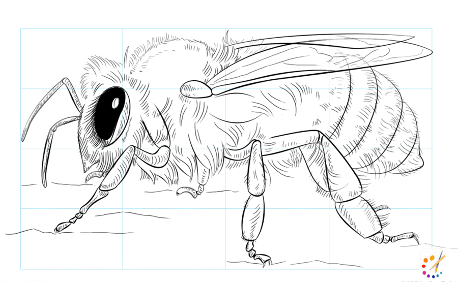 How to Draw a Bee Step By Step – For Kids & Beginners