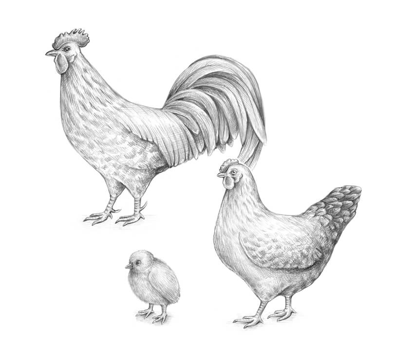 How to Draw a Chicken Step By Step – For Kids & Beginners