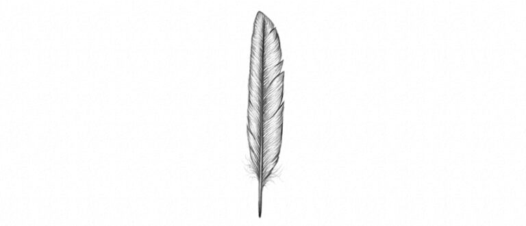 How to Draw a Feather Step By Step – For Kids & Beginners