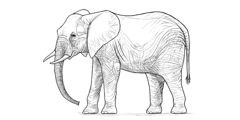 How to Draw an Elephant Step By Step – For Kids & Beginners