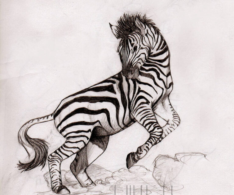 How to Draw Zebra Step By Step - For Kids & Beginners