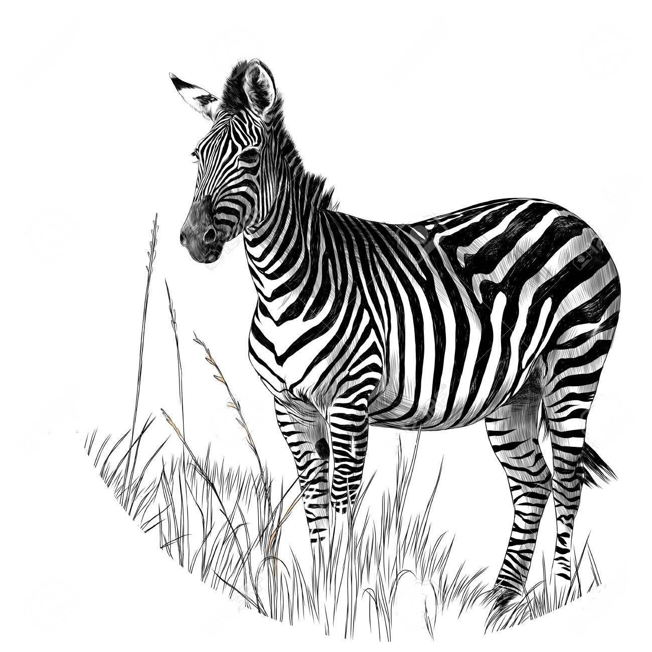 How to Draw Zebra Step By Step - For Kids & Beginners