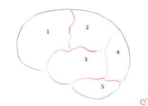 How to Draw A Brain Step By Step - For Kids & Beginners