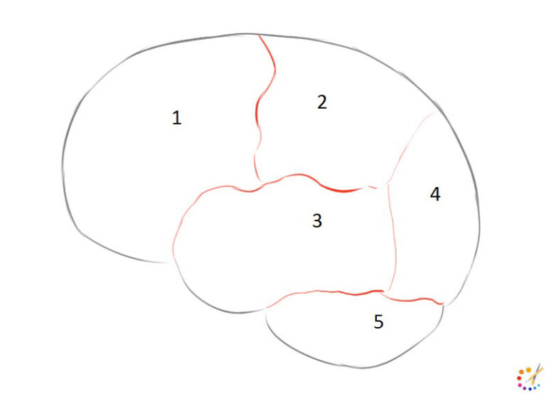 How to Draw A Brain Step By Step - For Kids & Beginners