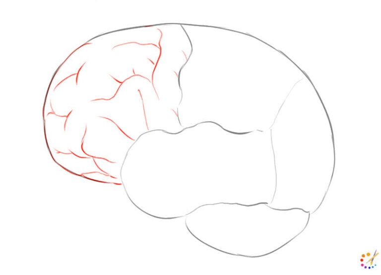 How to Draw A Brain Step By Step - For Kids & Beginners