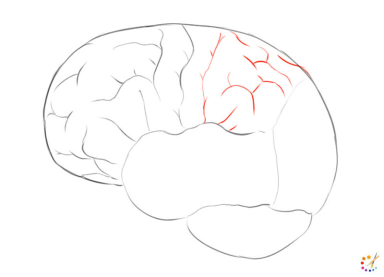 How to Draw A Brain Step By Step - For Kids & Beginners