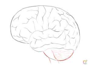 How to Draw A Brain Step By Step - For Kids & Beginners