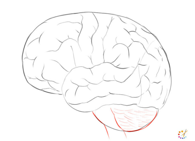How to Draw A Brain Step By Step - For Kids & Beginners