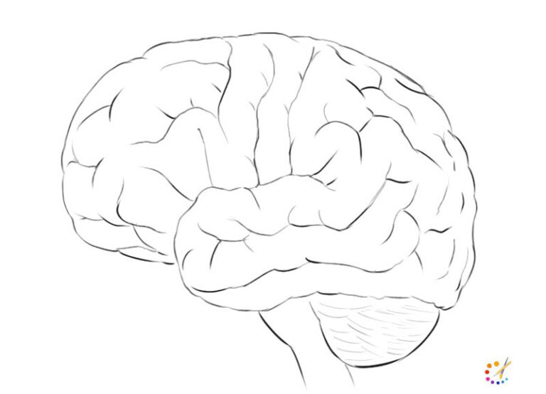How to Draw A Brain Step By Step - For Kids & Beginners