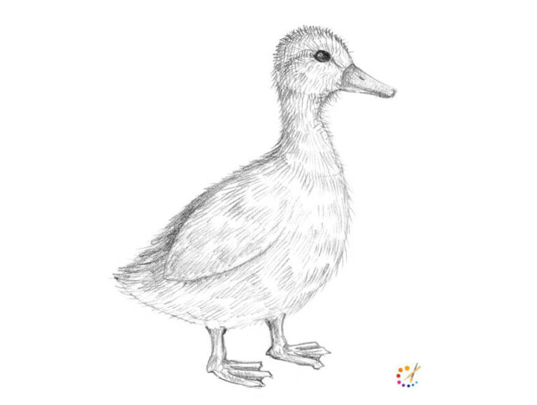 How to Draw a Duck Step By Step - For Kids & Beginners