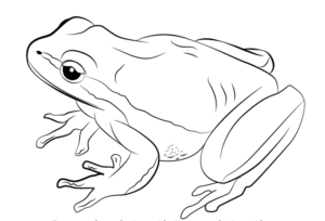 How to Draw A Frog Step By Step - For Kids & Beginners