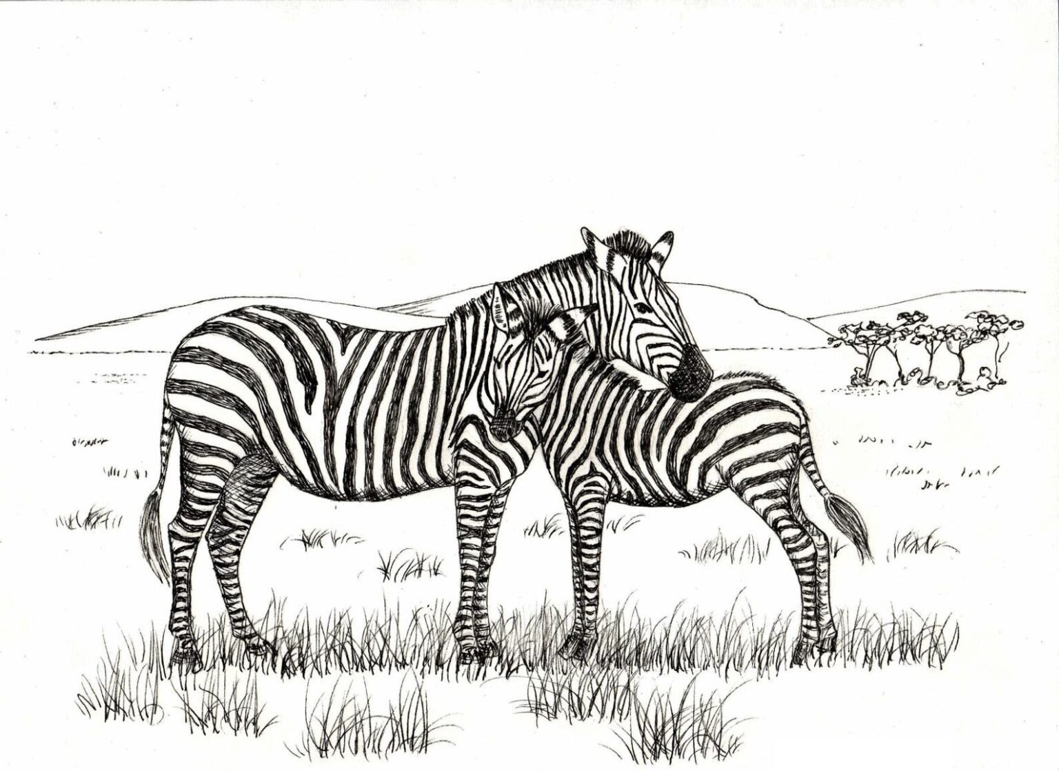 How to Draw Zebra Step By Step - For Kids & Beginners