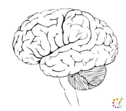 How to Draw A Brain Step By Step - For Kids & Beginners