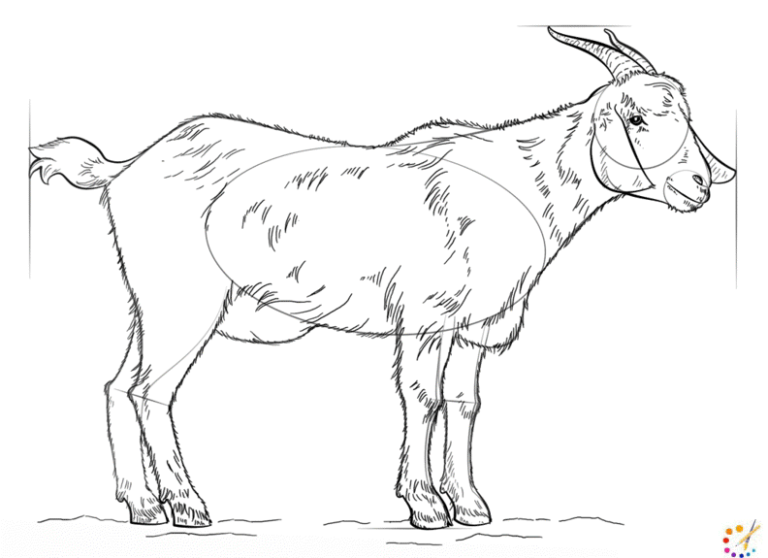 How To Draw a Goat Step By Step - For Kids & Beginners