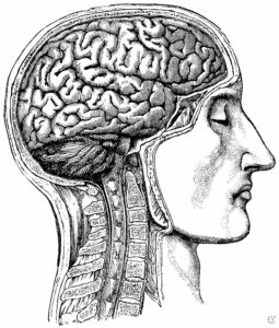 How to Draw A Brain Step By Step - For Kids & Beginners