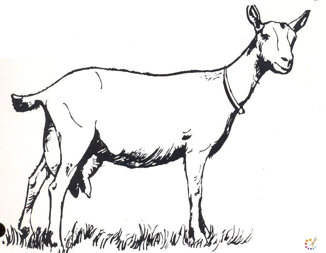How To Draw a Goat Step By Step - For Kids & Beginners