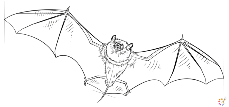 How to Draw Bat Step By Step – For Kids & Beginners