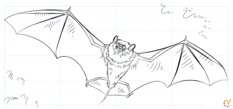 How to Draw Bat Step By Step – For Kids & Beginners