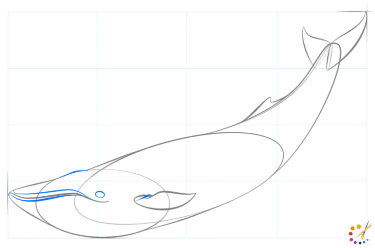 How to draw a Whale Step by Step - For Kids and Beginners