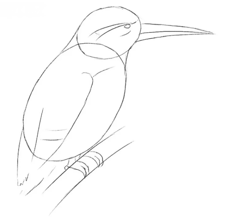 How to draw a Kingfisher Step By Step – For Kids & Beginners