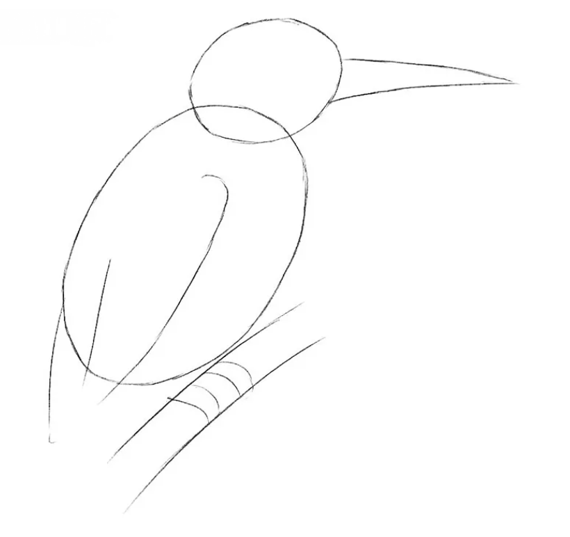 How to draw a Kingfisher Step By Step – For Kids & Beginners